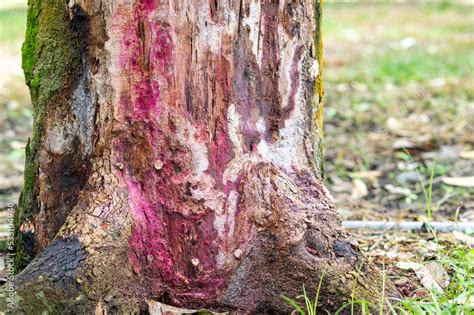 Problem Of Durian In The Garden Tree Use Treatment For Root Rot