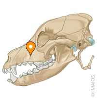 Infraorbital Foramen Vet Anatomy Imaios
