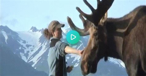 Moose  On Imgur