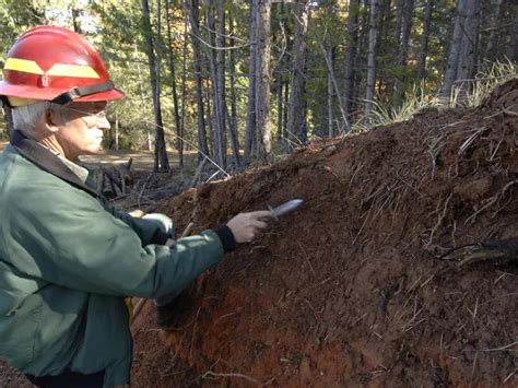 How Management Affects Carbon Stored In Forest Soils