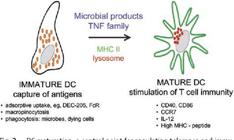 Peripheral Tolerance Semantic Scholar