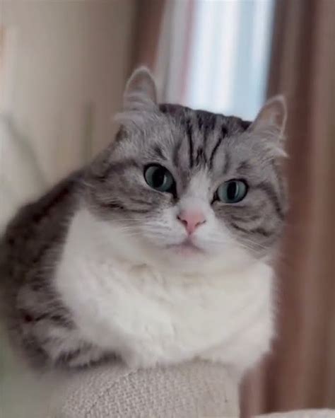 комару зли Youtube