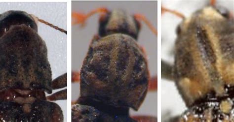 Stenelmis Album On Imgur