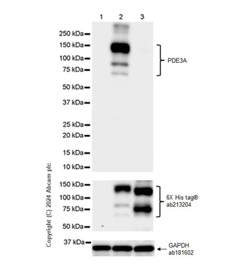 Anti Pde3a Antibody [epr28228 6] Ab315279 Abcam