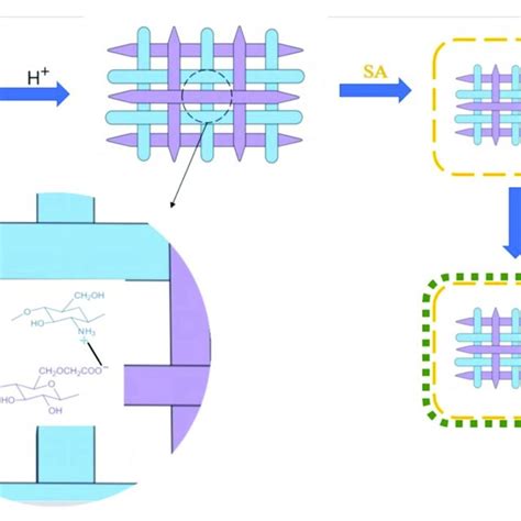 Formation Diagram Of The Reticulated Shell Structure Of Hydrogel Beads