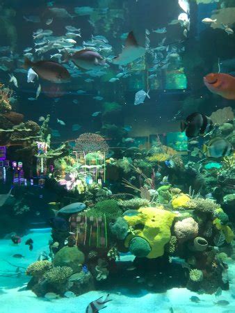 Bass Pro Shops Outdoor World Las Vegas Nv Top Tips Before You Go