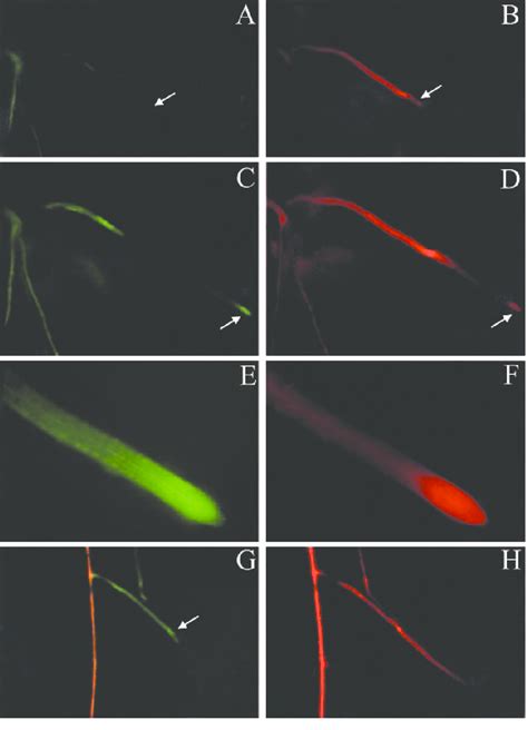 Ah Superinfection Of Lateral Roots With Trv Restores Tmv Replication