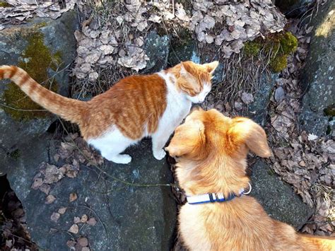 Cat Aggression Towards Dog 8 Proven Steps To Stop It The Cat And Dog