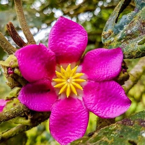 Blakea Tuberculata Plant Care And How To Grow Water