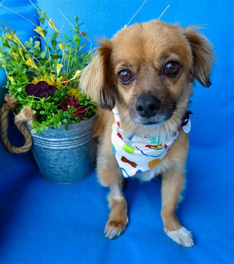 Lovebugs Rescue Adopt Pringle Pringle Found Himself At The South La