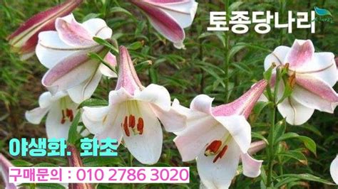 신바람 나무장터 직거래 판매상품 나무장터com 야생화화초 판매 Youtube