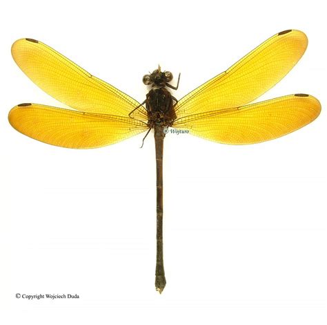 Euphaea Lara Lara Very Beautiful Spread Insect