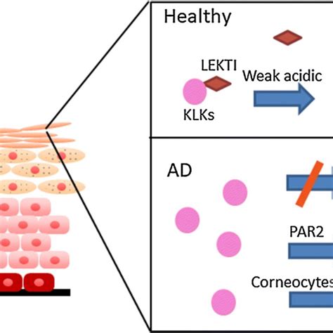 The Formation Of Cornified Envelope Ce And Intercellular Lipid Download Scientific Diagram