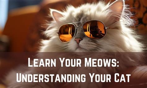 Learn Your Meows Understanding Your Cat Through Their Body Gestures