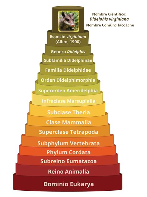 Que Es La Taxonomia Del Ser Humano At Mara Marr Blog