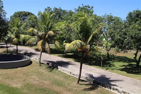 Premium Photo A Landscape Of Lined Coconut Trees