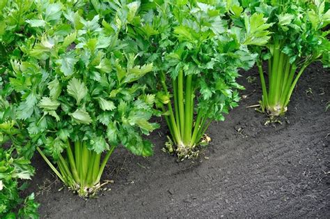 Celery Fertilizer Requirements Wikifarmer