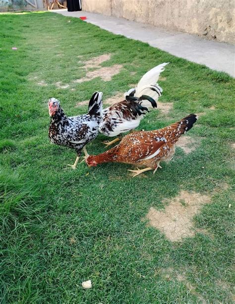 €أكبر كروب؛ دجاج عرب حله ©ومحافضات