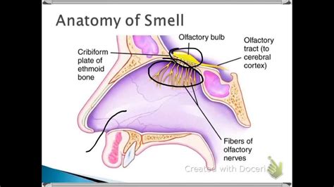 Sense Of Smell Diagram