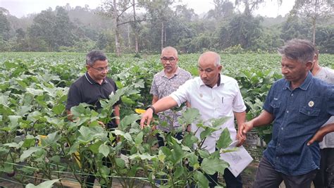 Azmi Maarof Tanaman Terung Mini Sebanyak 6000 Pokok Yang