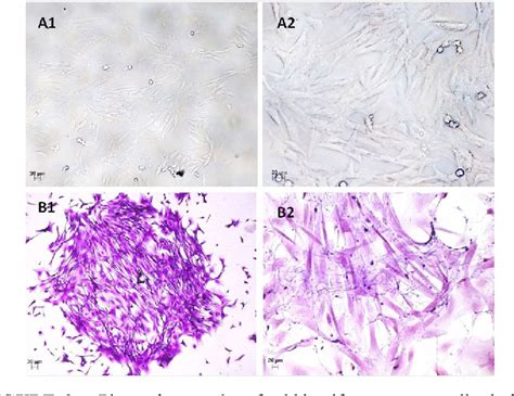 Figure 3 From Rabbit Olfactory Stem Cells Isolation Protocol And