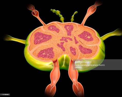 Lymph Node Structure Illustration High Res Vector Graphic Getty Images