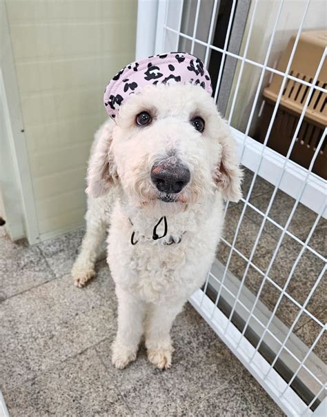 Adopt Hemosu An Adorable Korean Rescue Standard Poodle