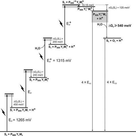 Panel A Shows The Kok Cycle Of Water Oxidation To Molecular Oxygen By
