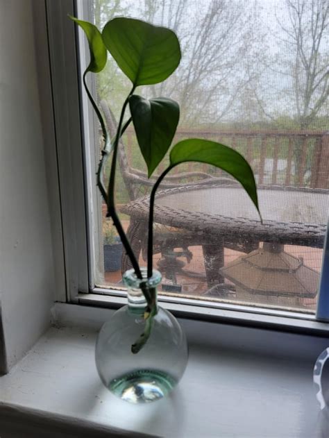 send nodes r houseplants