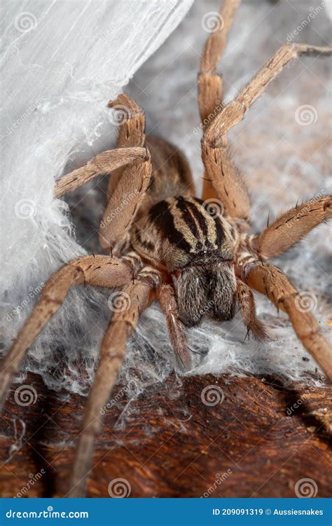 Spider At Front Of Burrow Miturga Species Stock Image Image Of Arachnidphobia Forests