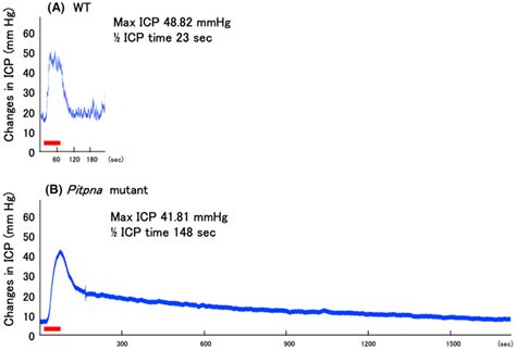 Augmented And Sustained Erectile Responses To Cavernous Nerve