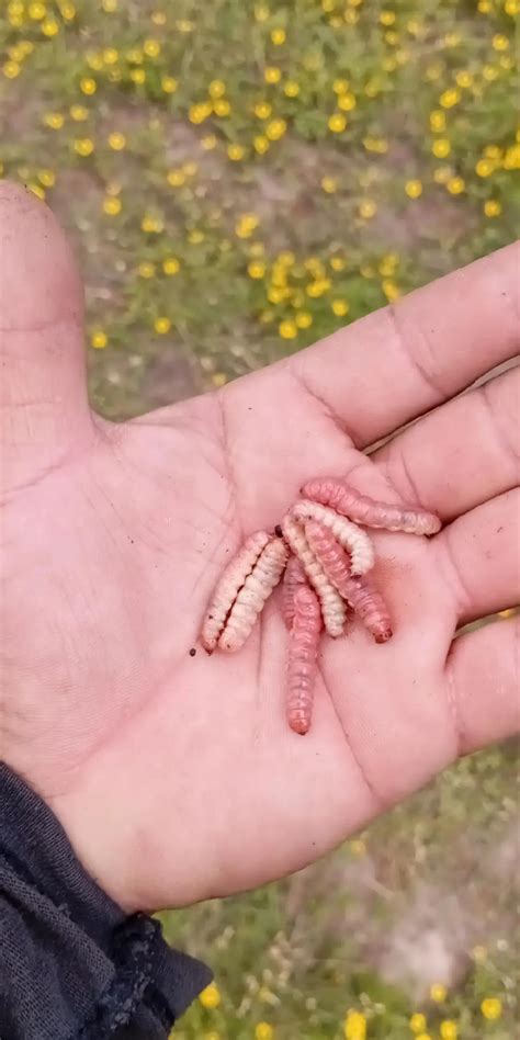 Leinad Daniel Leinad Daniel29 S Videos With Uhh Some Lovely Music Blue Spider Lily Tiktok