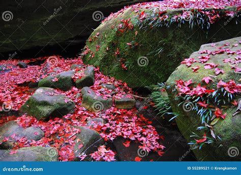 Red Maple Stock Image Image Of Nature Enlightenment 55289521