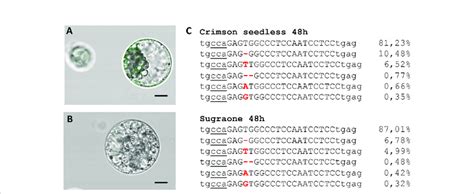 Transient Transfection Of Protoplasts A Image Taken 2 H After Download Scientific Diagram