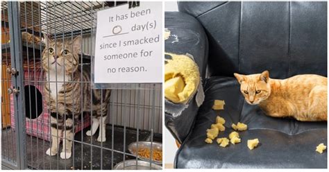 19 Kitty Culprits From Rcatsareassholes The Poke