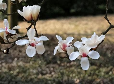 辛夷花的功效与作用（毛笔头，辛夷花——散寒通窍之良药） 生活 布条百科