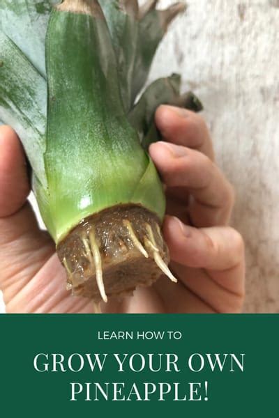 Pineapple Propagation 9 Easy Steps To Root A Fruit Top