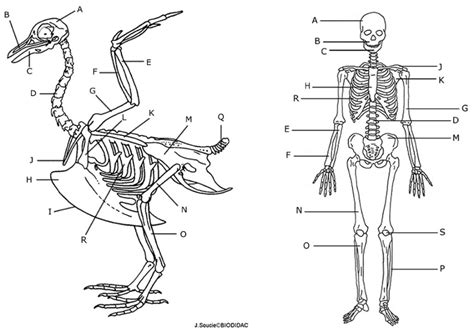 What Bones Make Up The Birds Forelimb Birdful