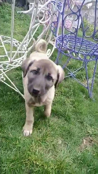 Asil V S Kıtmir Youtube