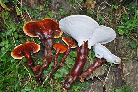 Ganoderma Lucidum