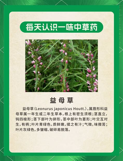 益母草：别名与功效详解