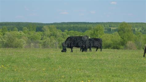 Black Angus Cow Farm Panorama Cows Grazing On Grass In A Field Herd