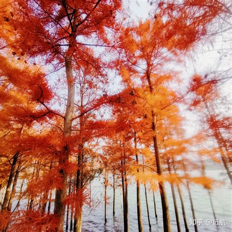 初冬的水杉 知乎