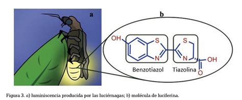 Los Compuestos QuÍmicos Y Los Seres Vivos ¿cÓmo Se Origina La Luminiscencia Ciencia Uanl
