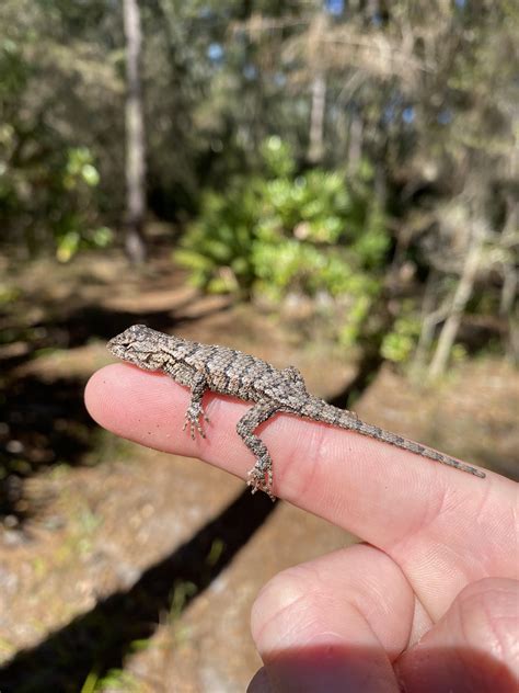 Eastern Fence Lizard Found In Georgia Rherpetology