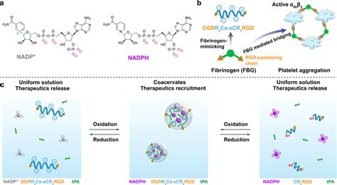 Schematic Illustration Of The Redox Active Coacervate Droplets That