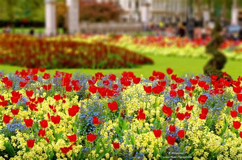 Parcs Et Jardins Londoniens Jardin En Face Du Palais De Buckingham