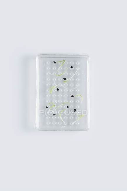 Seedlings Growing In Laboratory Test Plate Conceptual Image Of Plant