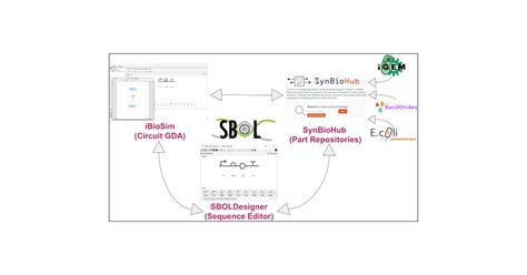 Sboldesigner 2 An Intuitive Tool For Structural Genetic Design Acs Synthetic Biology