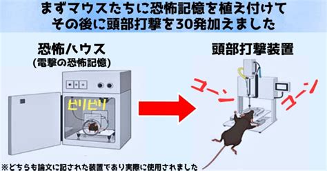 頭部打撃による記憶喪失をマウスで再現しその後の記憶回復にも成功！ ナゾロジー